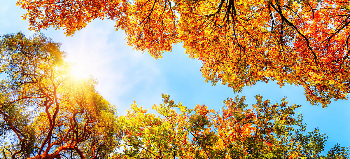 Fall Color Tour & Scenic Drives & Fun Fall Activities in Northern Wisc ...